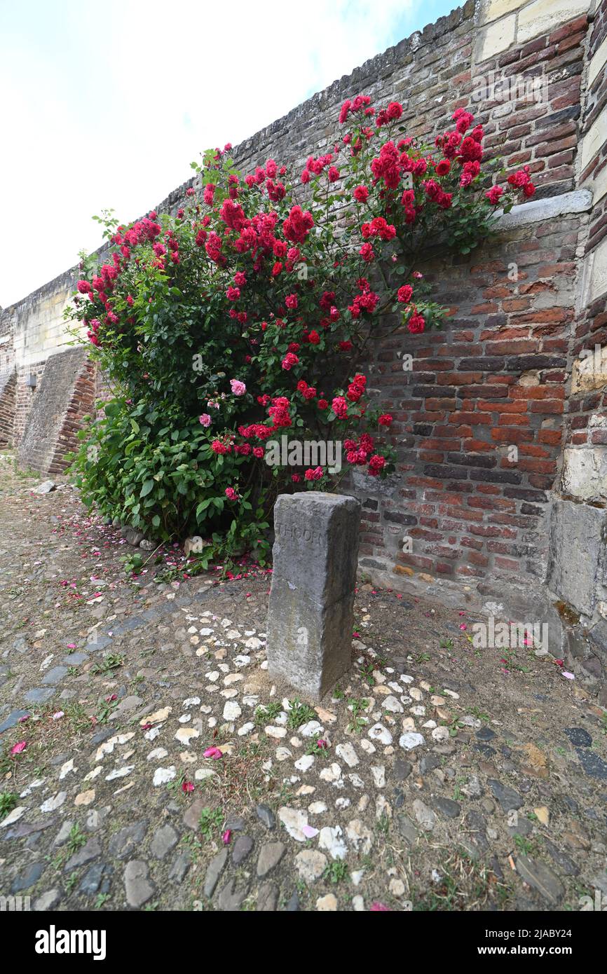 Old thorn bush hi-res stock photography and images - Alamy