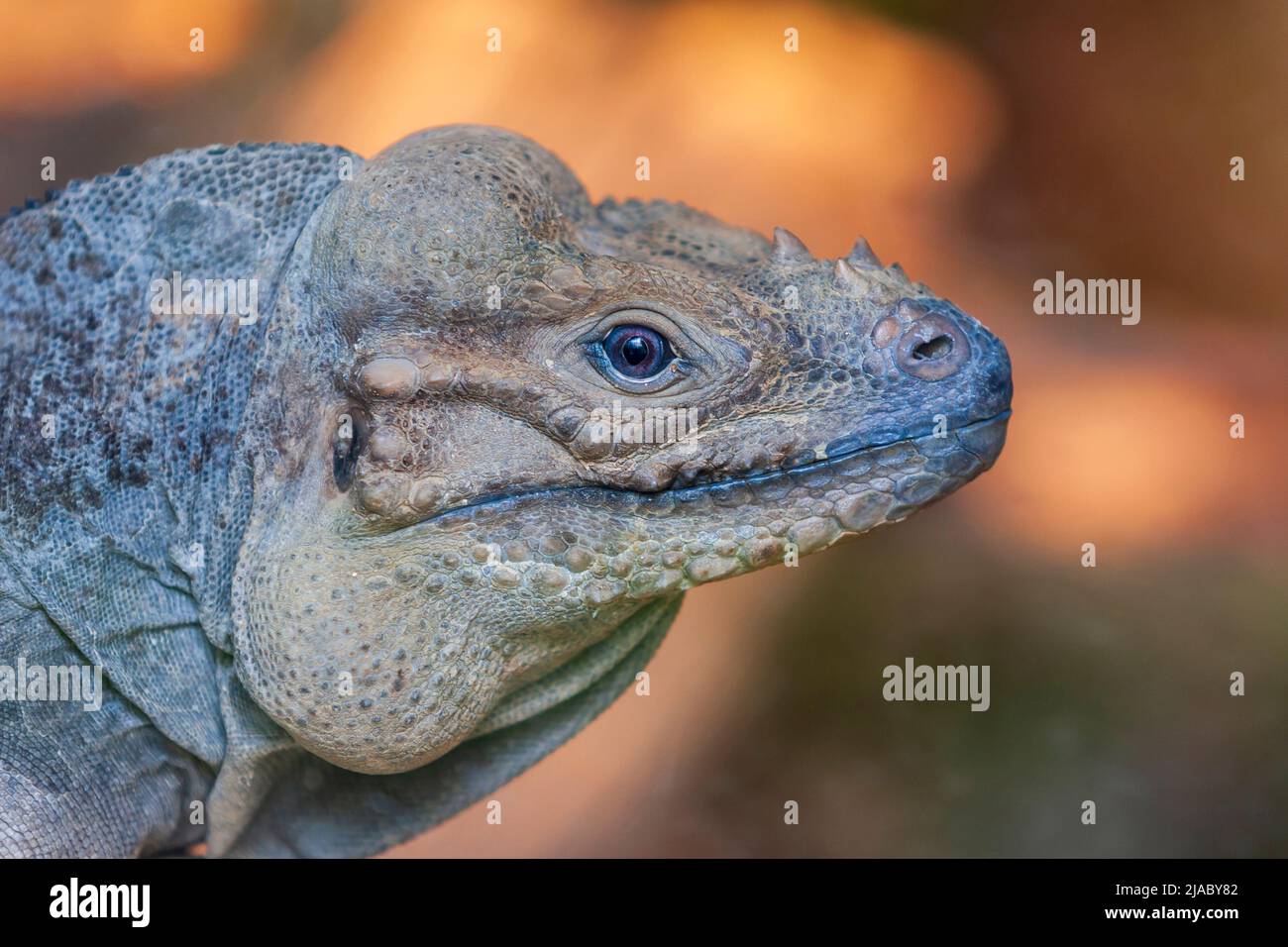 Portrait of an iguana on a nice background Stock Photo - Alamy