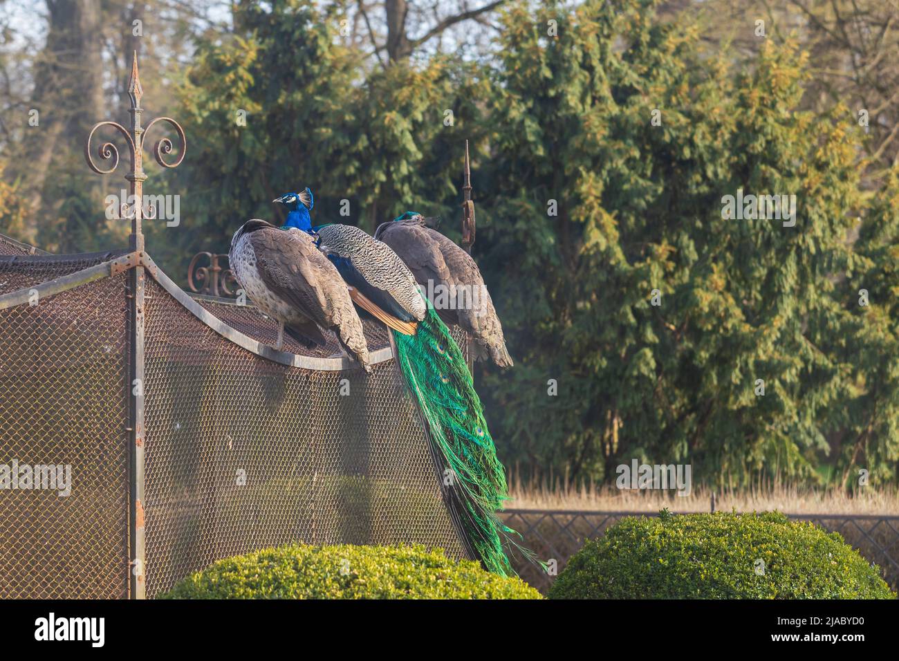 Peacock bird blue beautiful hi-res stock photography and images - Alamy