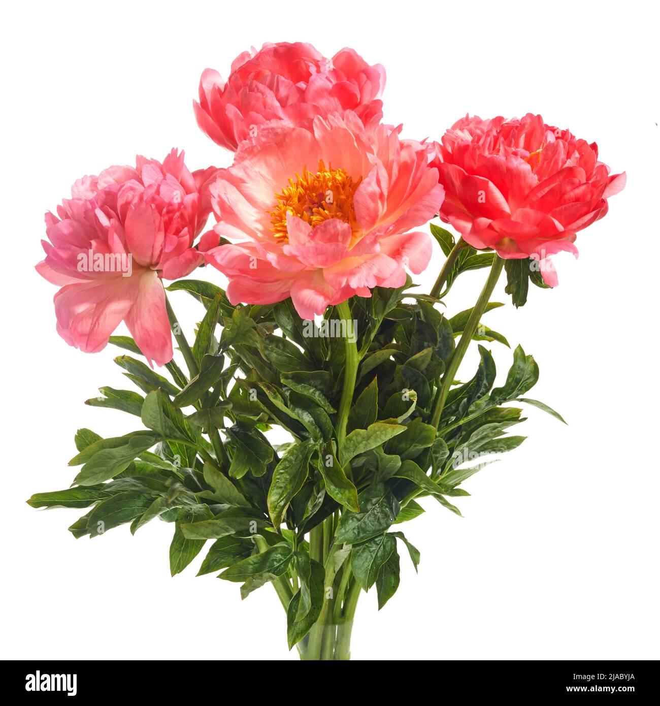 Beautiful pink peonies flowers isolated on white background Stock Photo ...