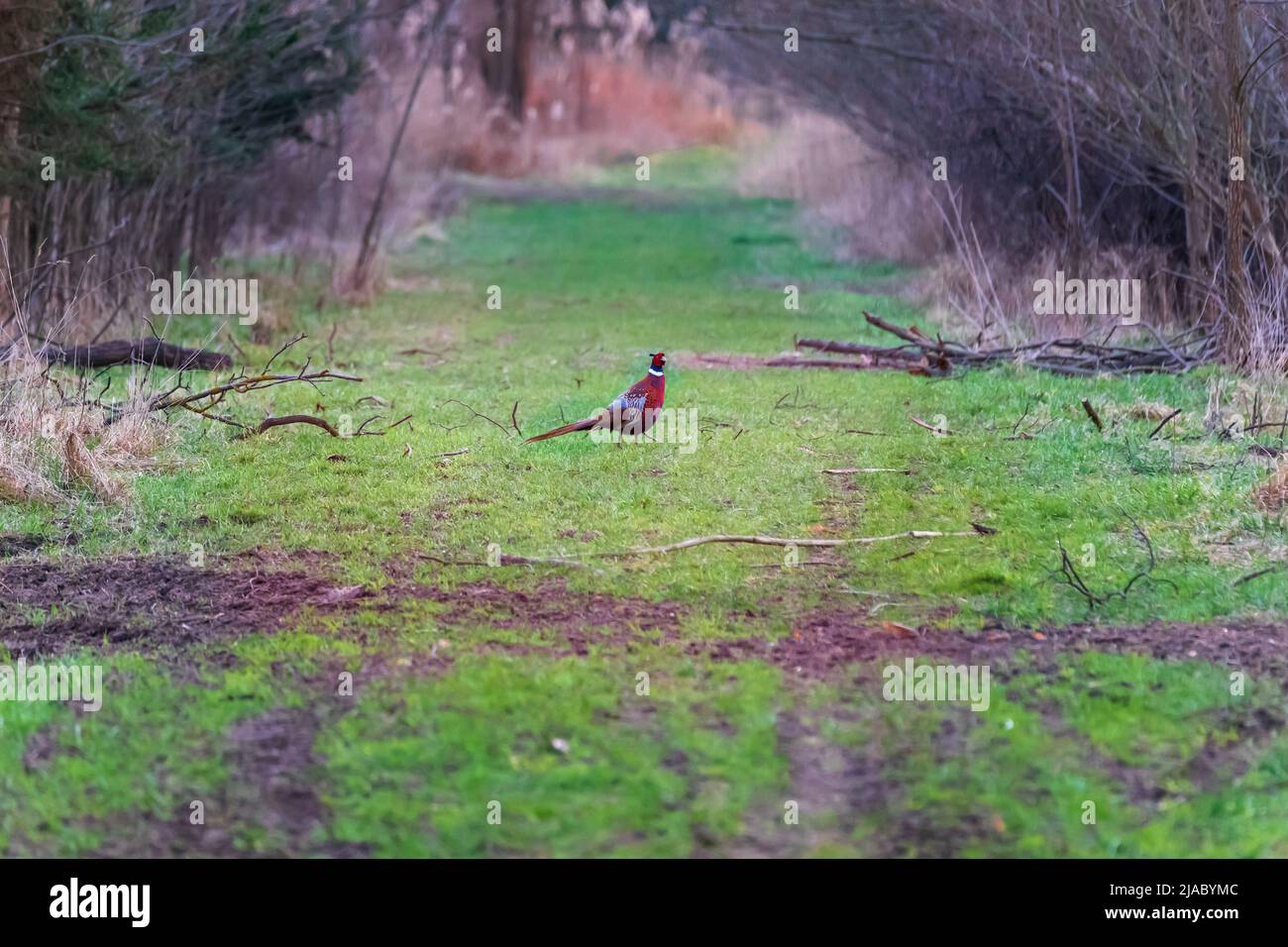 A colorful partridge bird stands on a forest path. There are trees ...