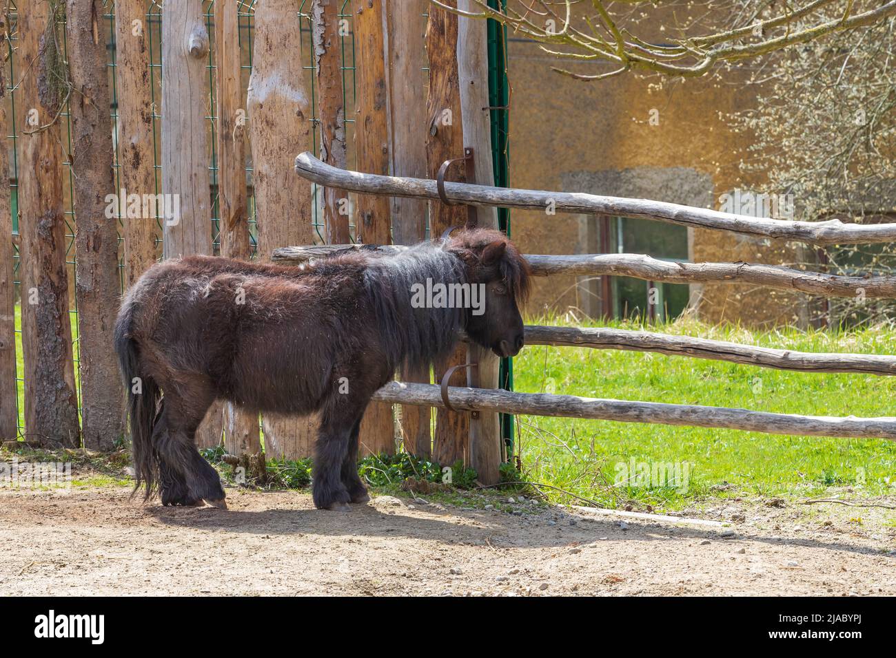A small brown and black pony stands in a corral Stock Photo - Alamy
