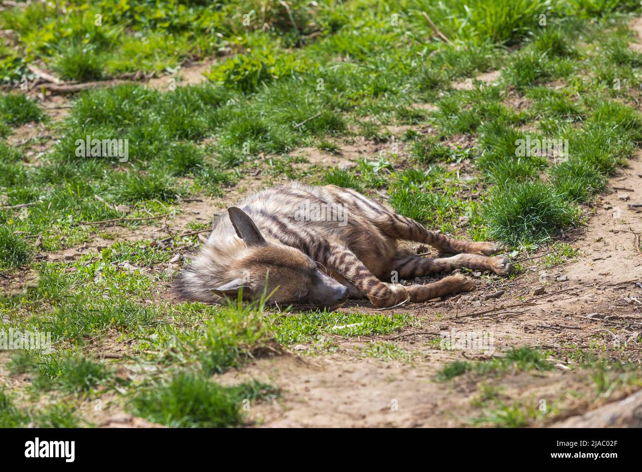 The brindle hyena lies in a meadow. There is grass around it Stock ...