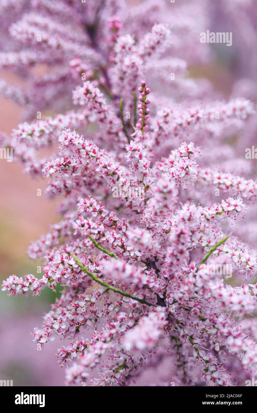 Small-flowered Tamarix parviflora an ornamental plant with tiny pink ...