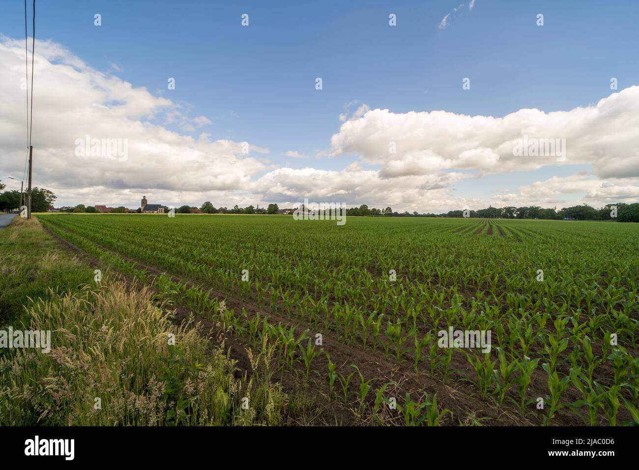 Green fields surrounding Neeritter, The Netherlands Stock Photo - Alamy