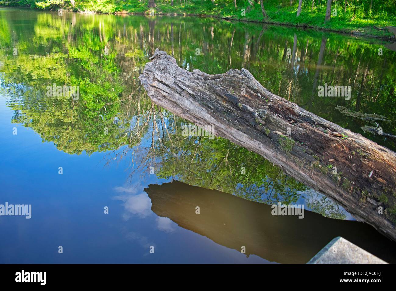Fallen tree trunk and its reflection in a small pond at Colonial Park ...