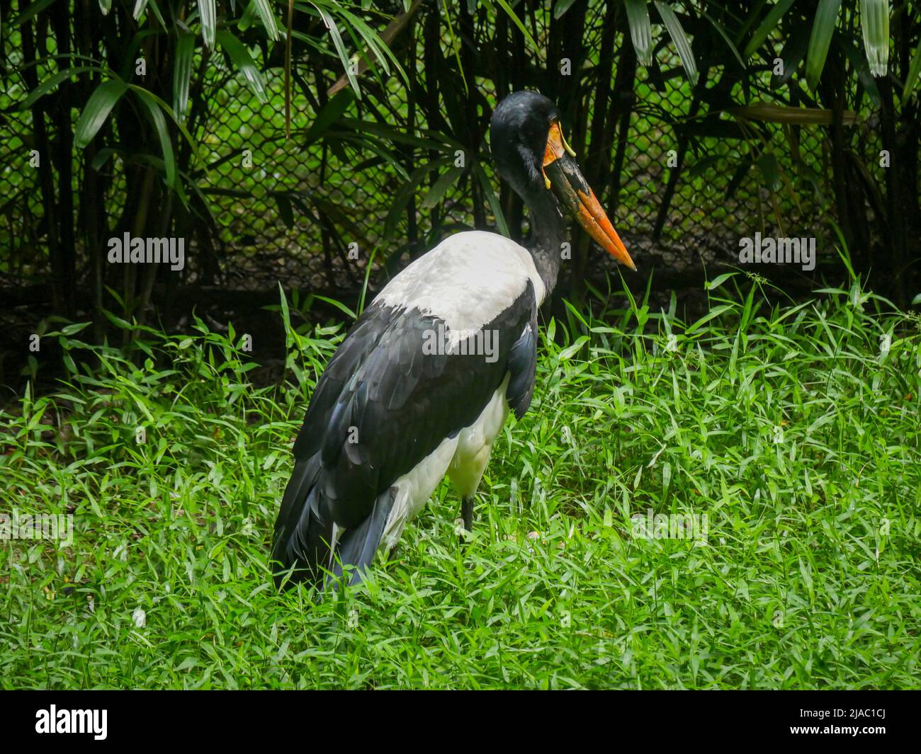 saddle-billed stork or saddlebill (Ephippiorhynchus senegalensis) is a ...