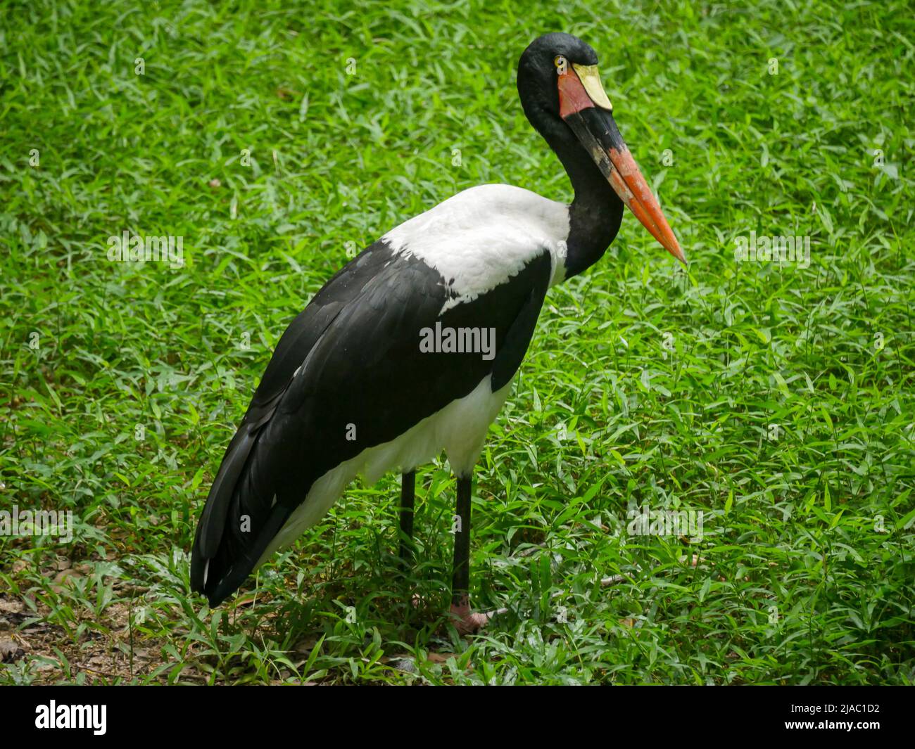 saddle-billed stork or saddlebill (Ephippiorhynchus senegalensis) is a ...