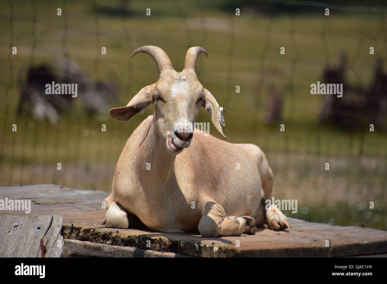 Goat laying down chewing hi-res stock photography and images - Alamy