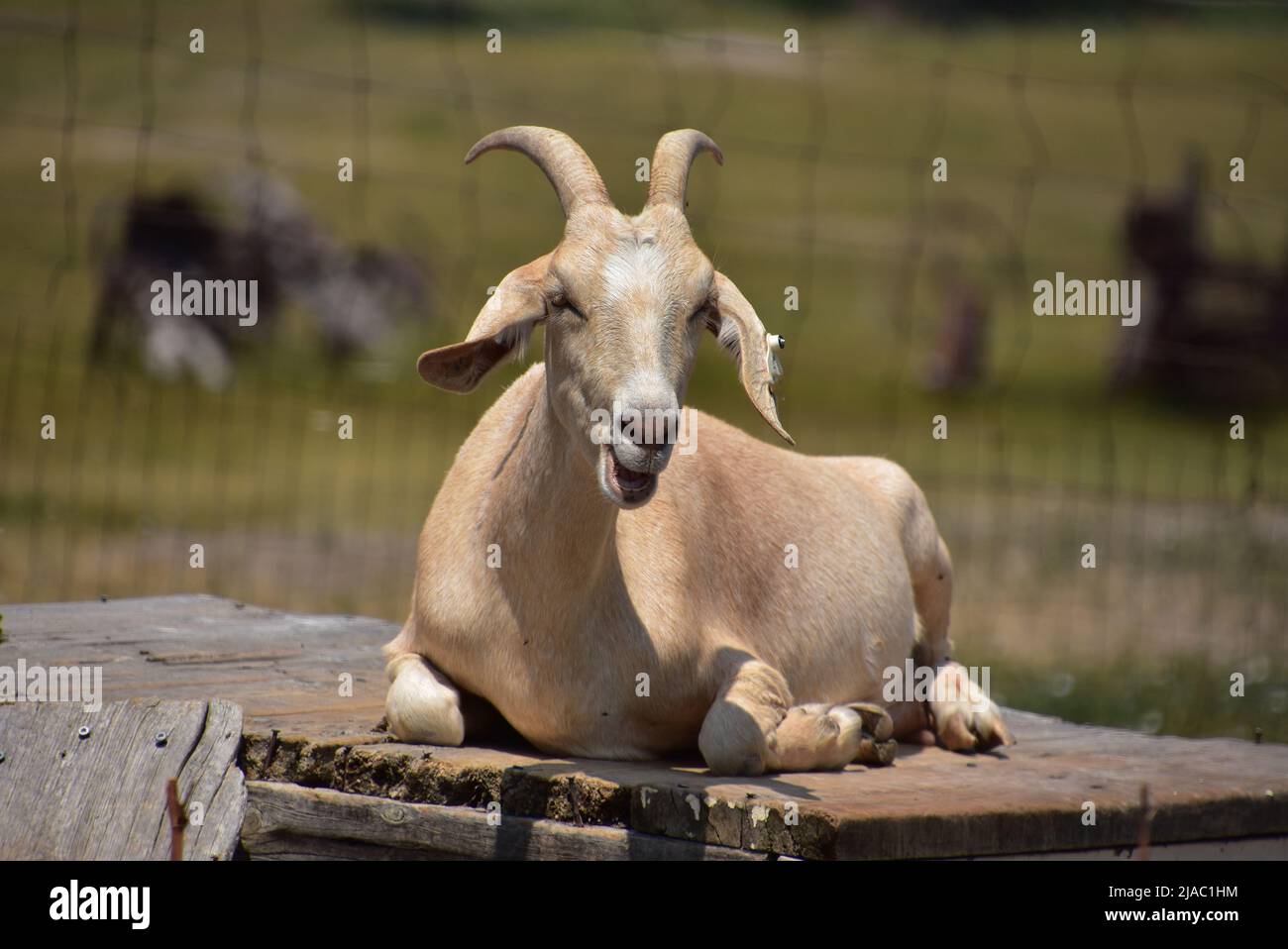Adorable drowsy goat chewing while resting in the warm summer sun Stock ...