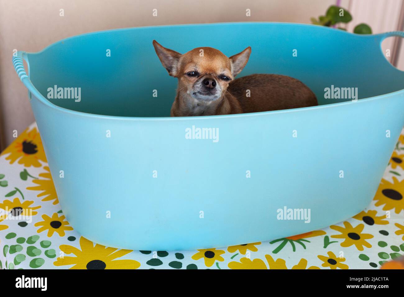 Parasites bathroom hi-res stock photography and images - Alamy