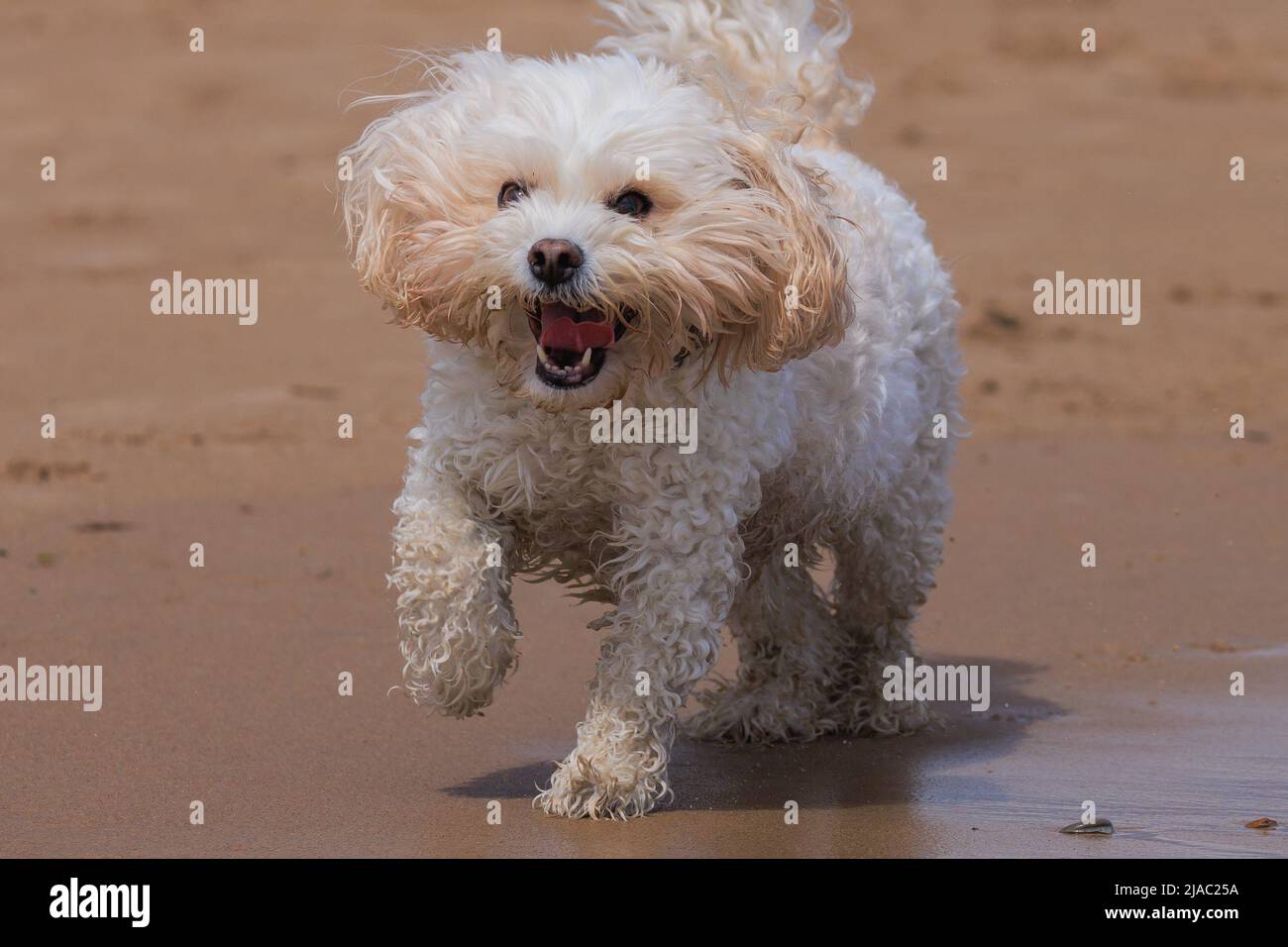 Furball dog hi-res stock photography and images - Alamy