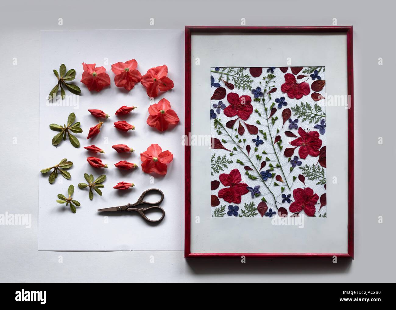 Azalea flowers and buds prepared for the pressed against the background ...