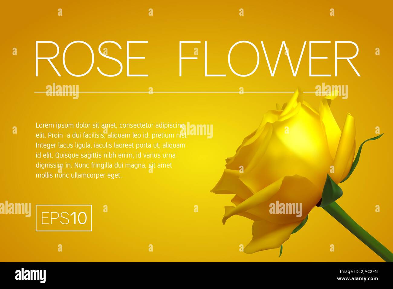 Minimalistic banner with a realistic yellow rose on orange background ...