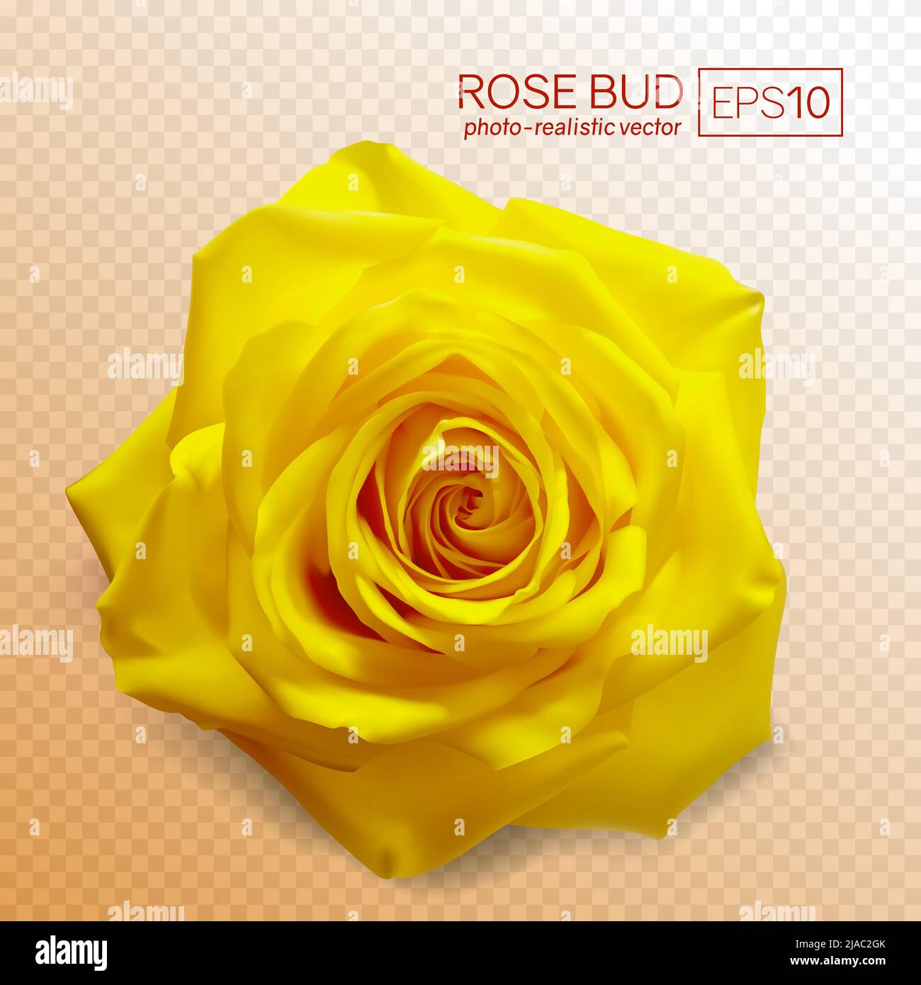 Realistic vector yellow rose on transparent background Stock Vector ...