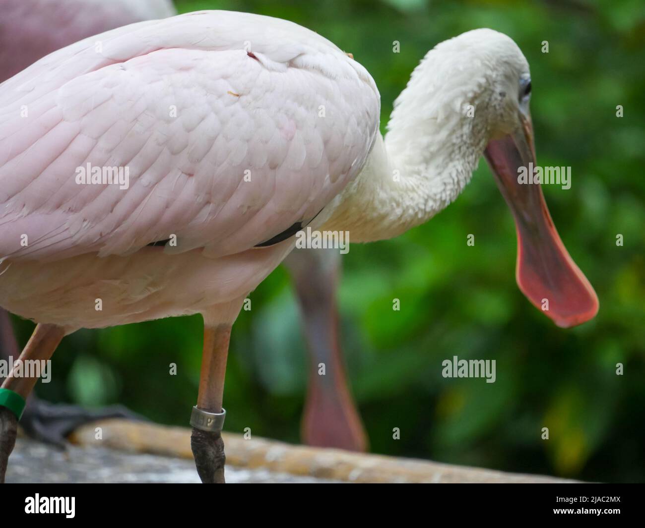 roseate spoonbill (Platalea ajaja) is a gregarious wading bird of the ...