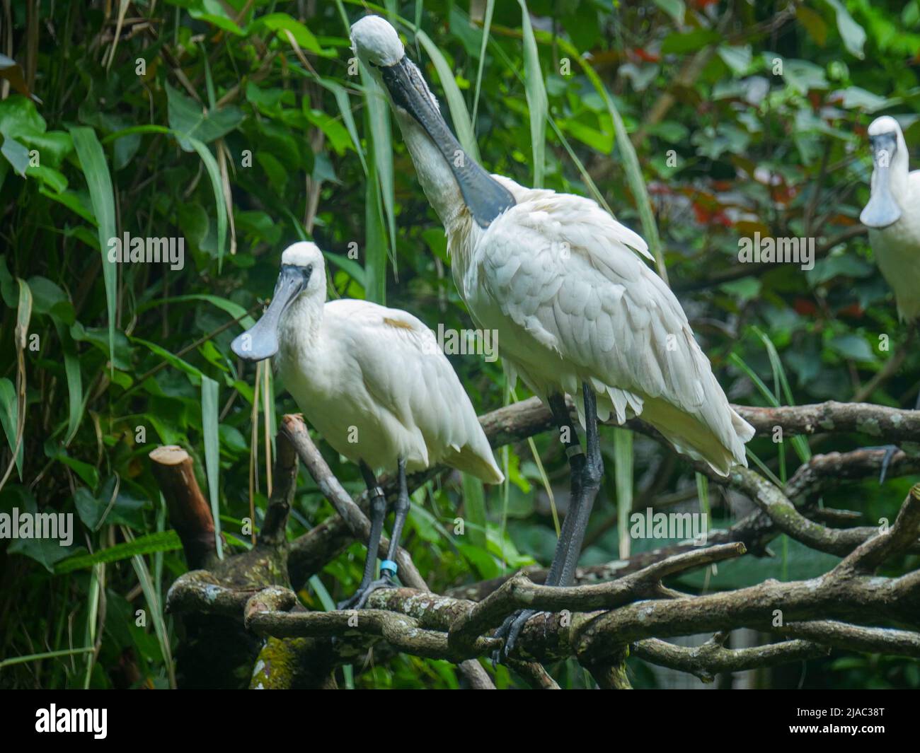 Large wading birds fishing hi-res stock photography and images - Alamy