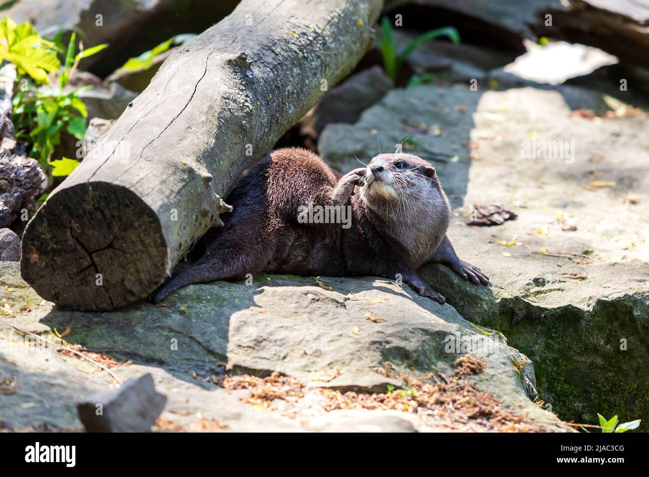 Small otter - Amblonyx Cinerea in its natural habitat in nature. The ...