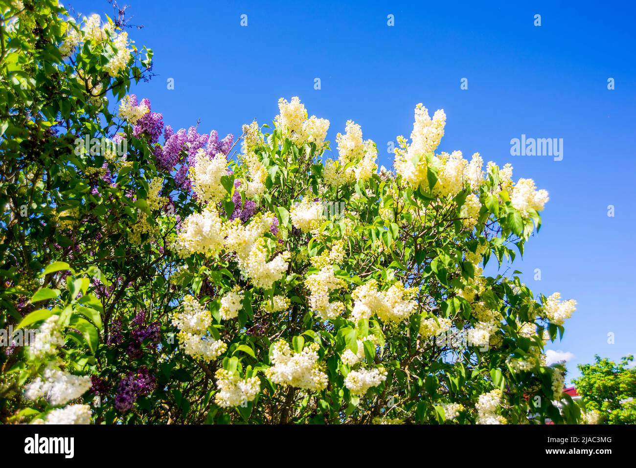 Bush nature hi-res stock photography and images - Alamy