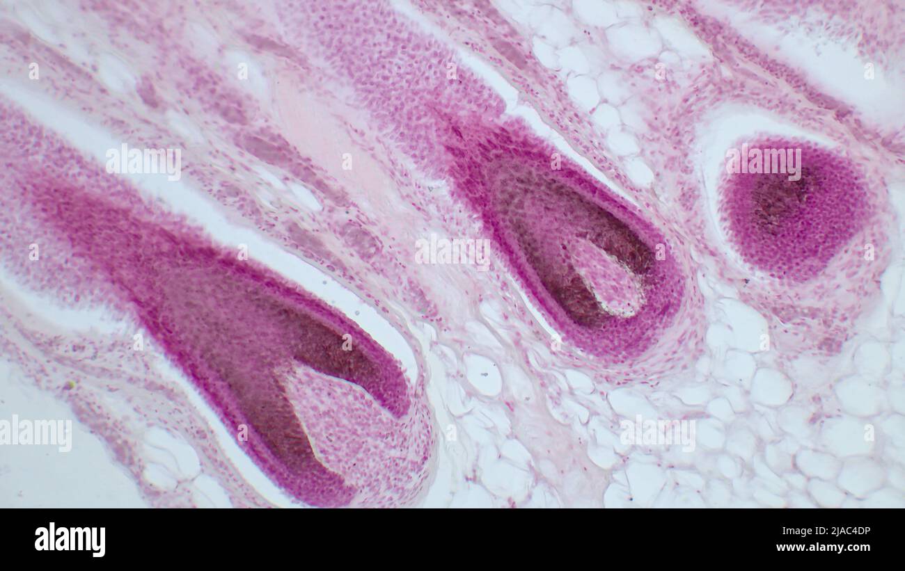 Microscopic body hi-res stock photography and images - Alamy