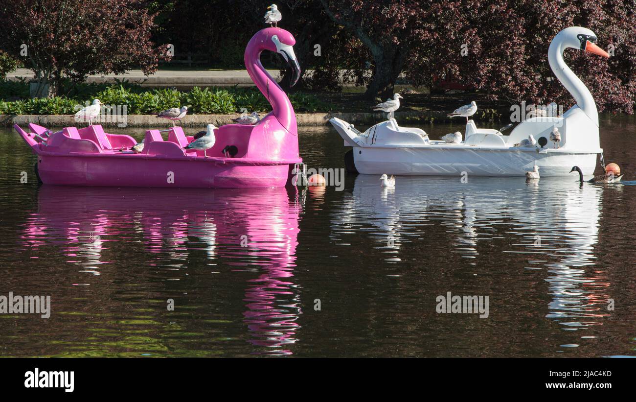 Swan shaped pedalo Stock Photo - Alamy