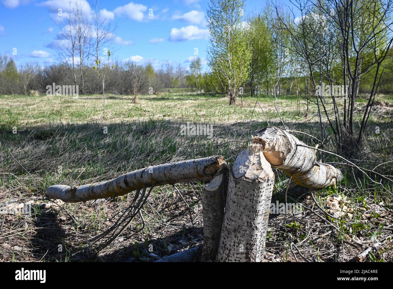 Trees gnawed by beavers. Evidence of the life of beavers in the ...
