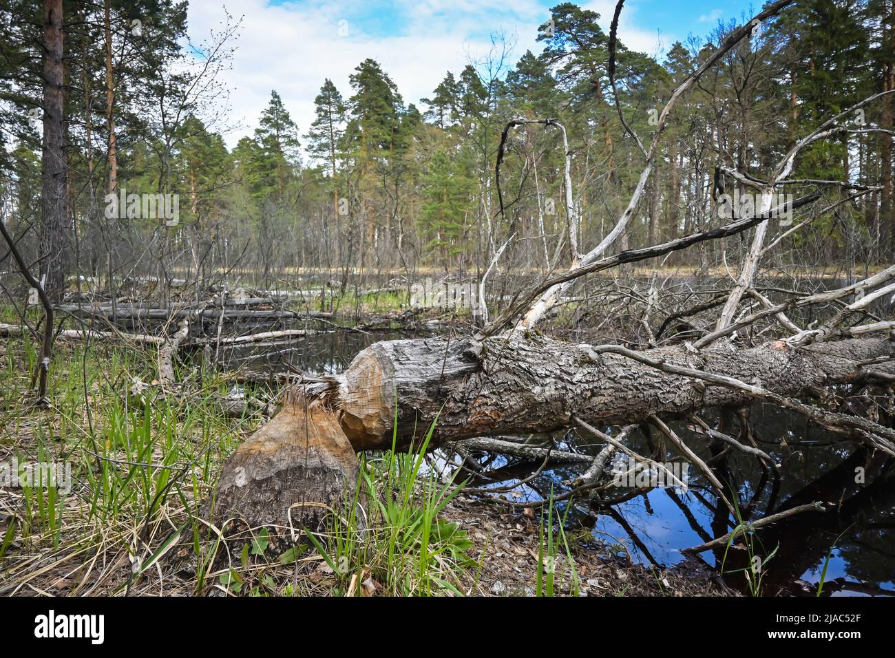Trees gnawed by beavers. Evidence of the life of beavers in the ...