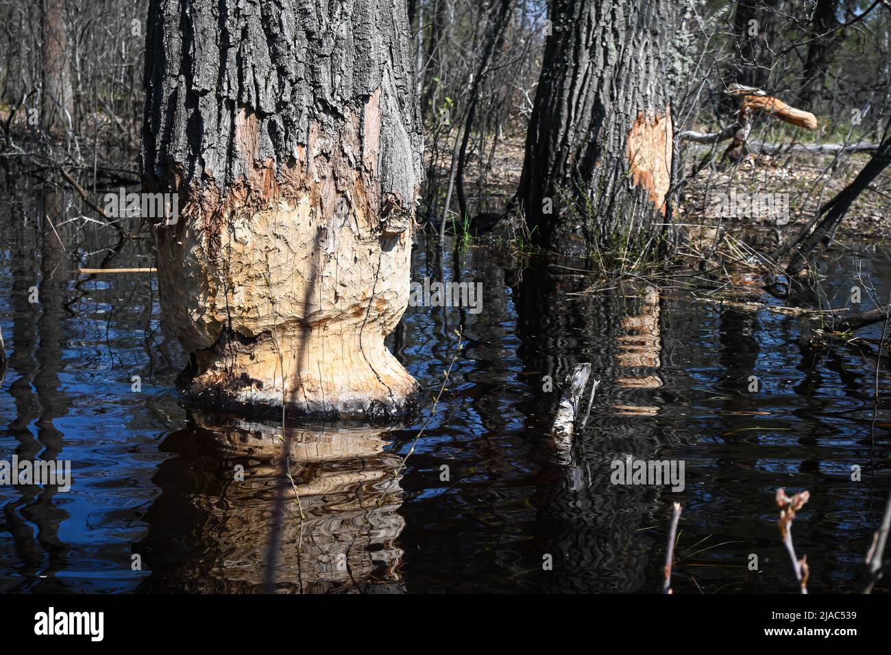 Trees gnawed by beavers. Evidence of the life of beavers in the ...