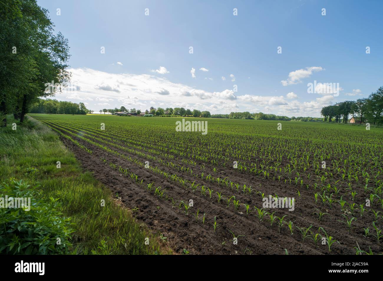 Agricultural field in Weert near the Belgium border Stock Photo - Alamy