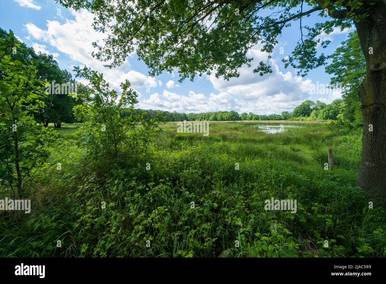 nature landscape of a pool in the forrest in Weert near the Belgium ...