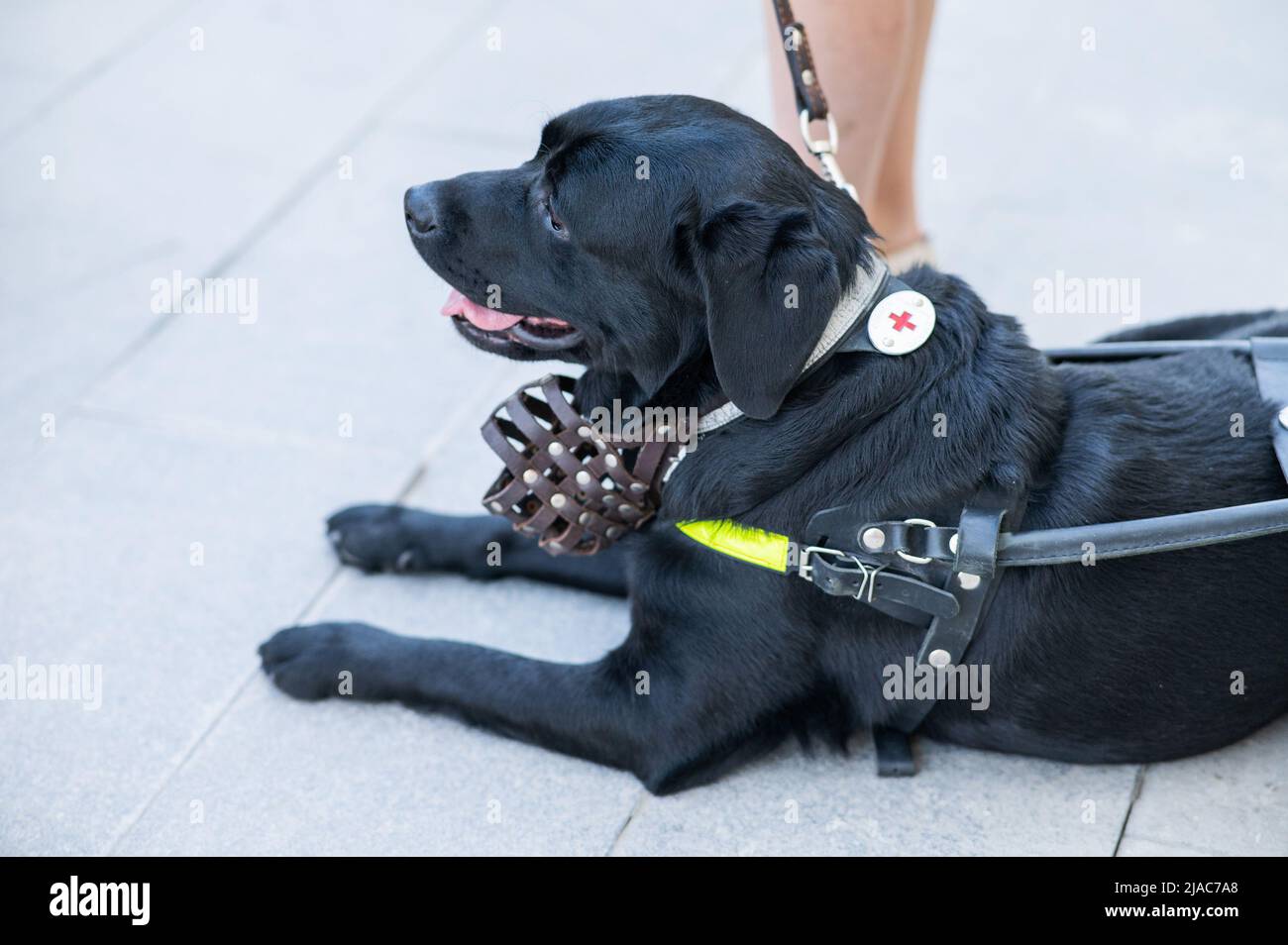 Black Labrador working as a guide dog for a blind woman Stock Photo - Alamy