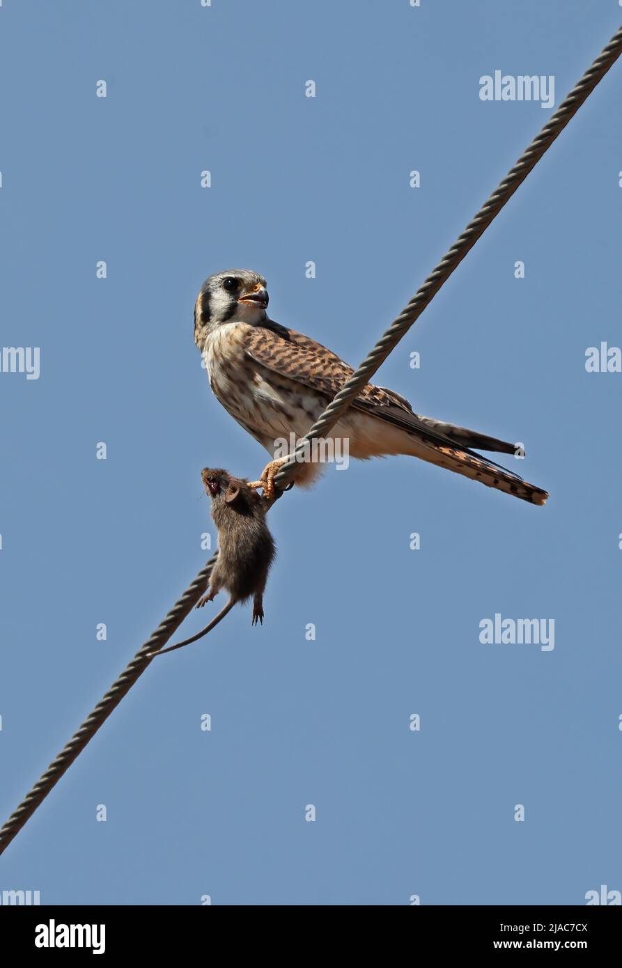 American Kestrel (Falco sparverius) adult female perched on power-line ...