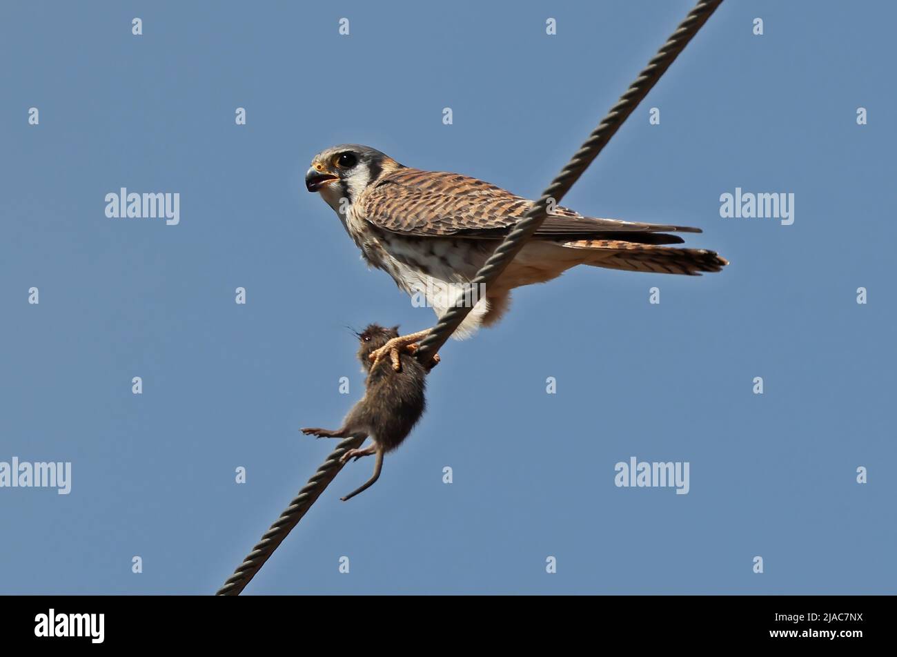 American Kestrel (Falco sparverius) adult female perched on power-line ...