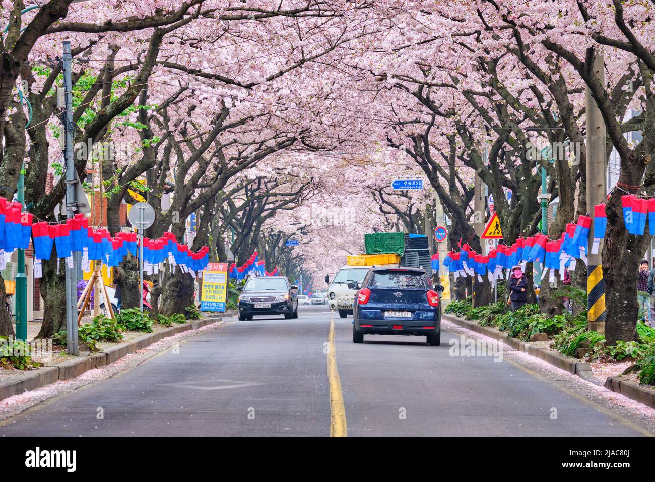 Blooming sakura cherry blossom trees in Korea Stock Photo - Alamy