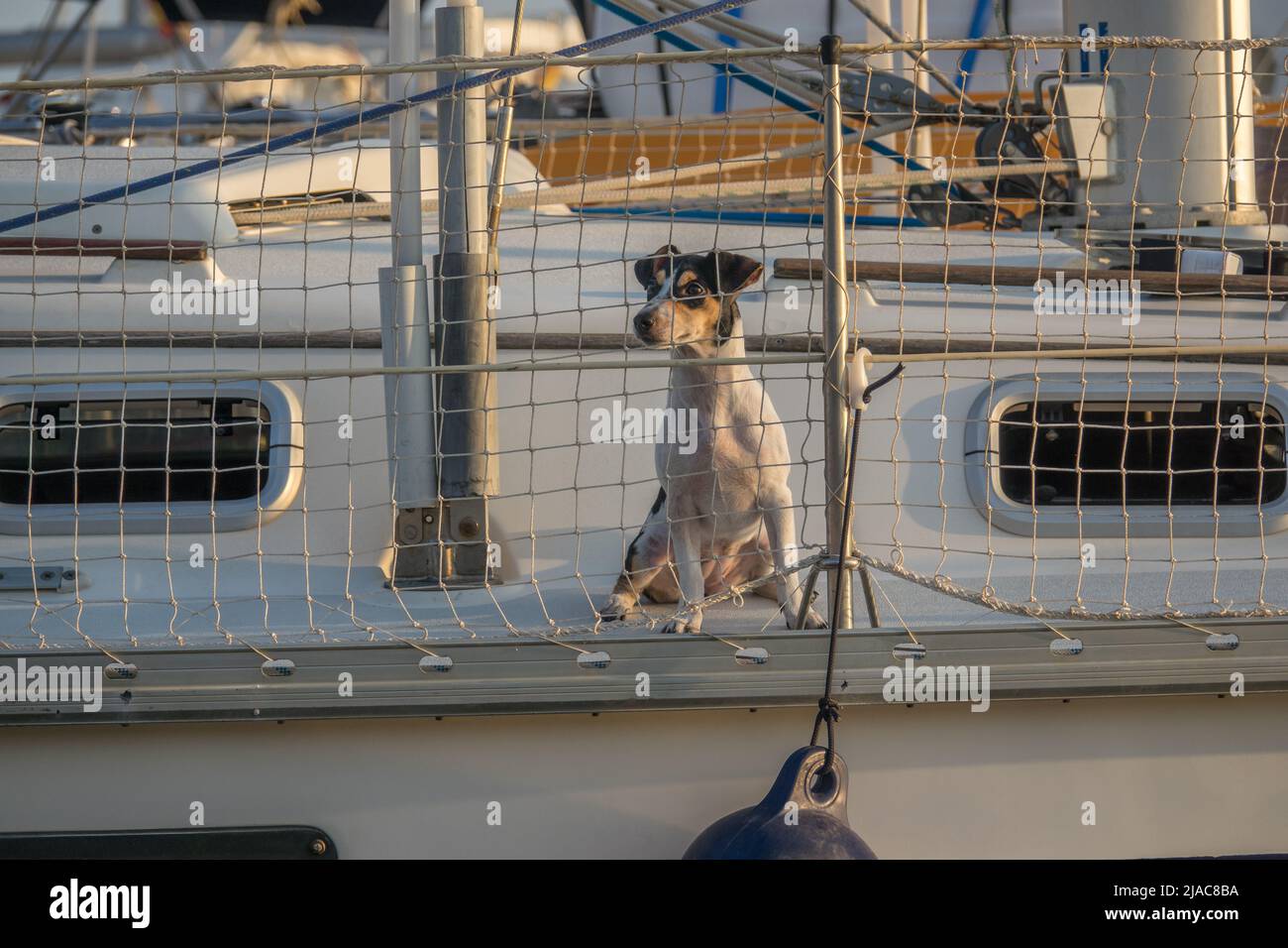 Cute dog on board luxury yacht deck Little doggy on a sailing boat ...