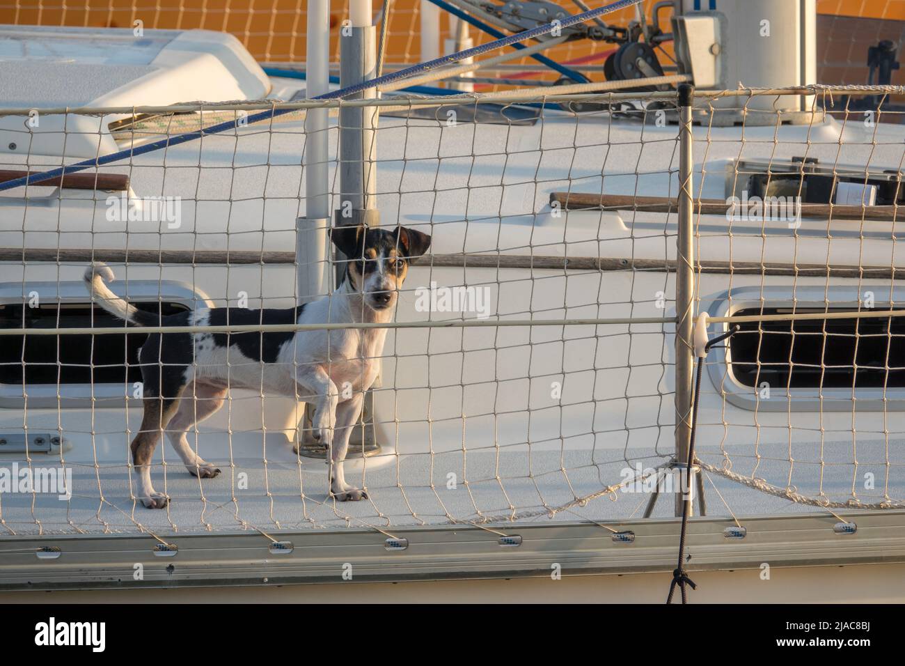 Cute dog on board luxury yacht deck Little doggy on a sailing boat ...