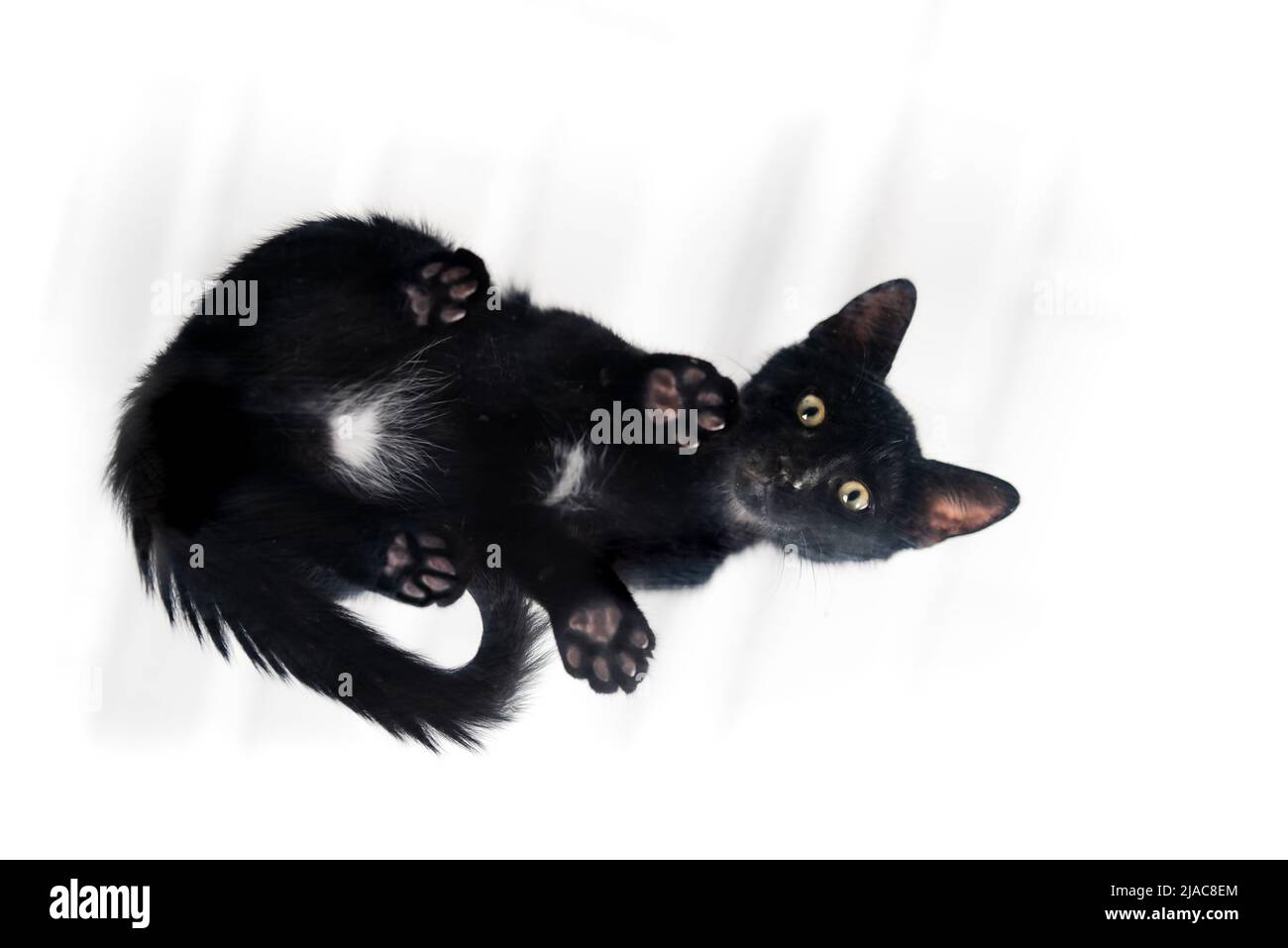 Black kitten standing on glass platform, shot from underneath, bottom ...