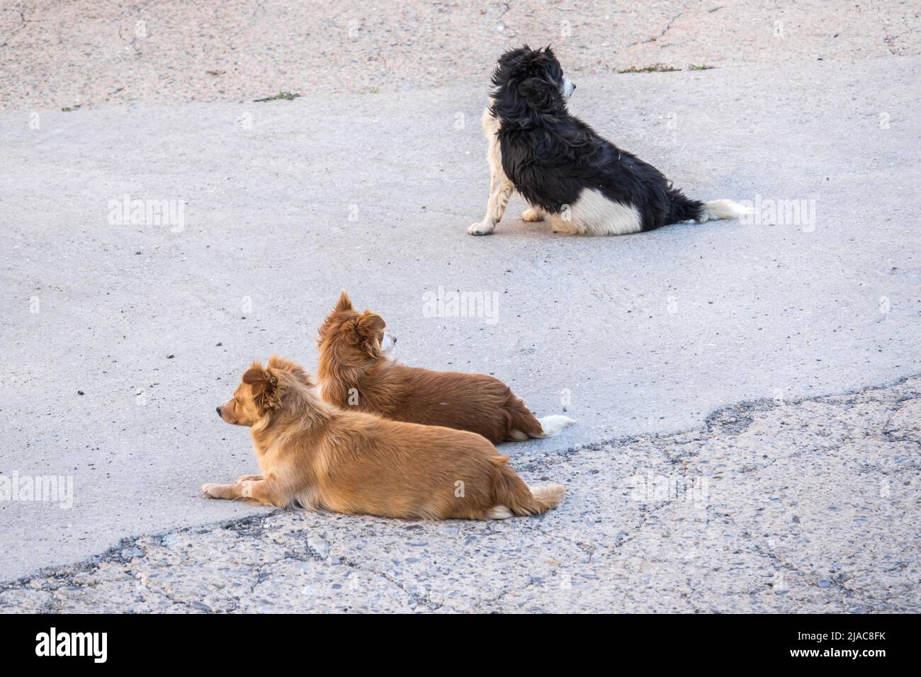 homeless stray dogs lying in the street, sad abandoned dog Lonely at ...