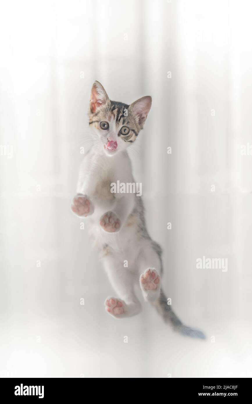Kitten standing on glass platform, show from underneath, bottom view ...