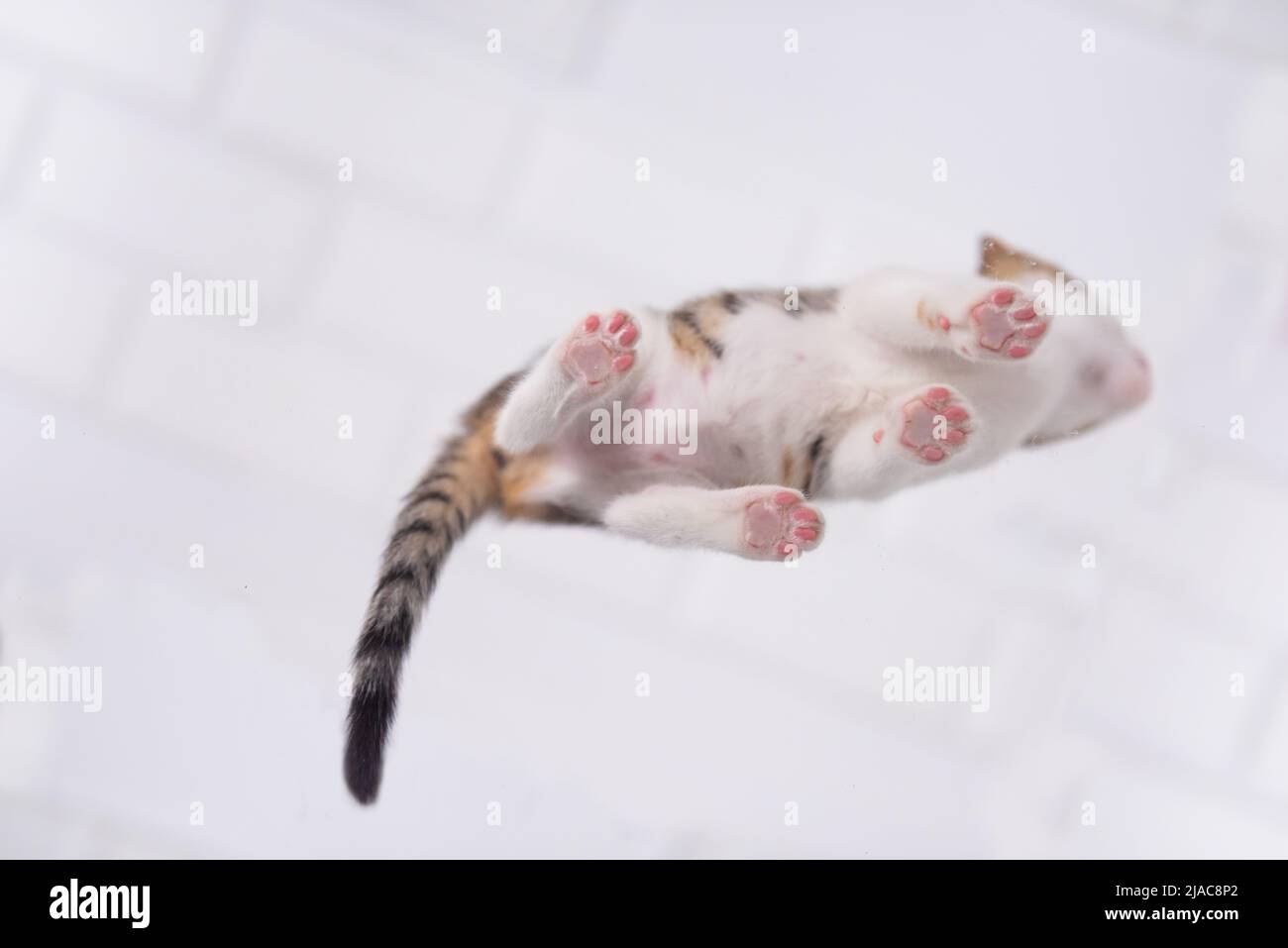 Kitten standing on glass platform, show from underneath, bottom view ...