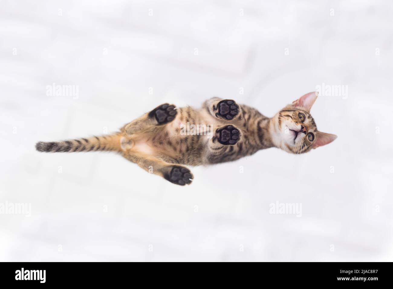 Standing on transparent glass table hi-res stock photography and images ...