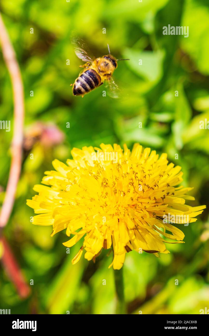 a bee hovers around a blossoming and seedhead dandelion Stock Photo - Alamy