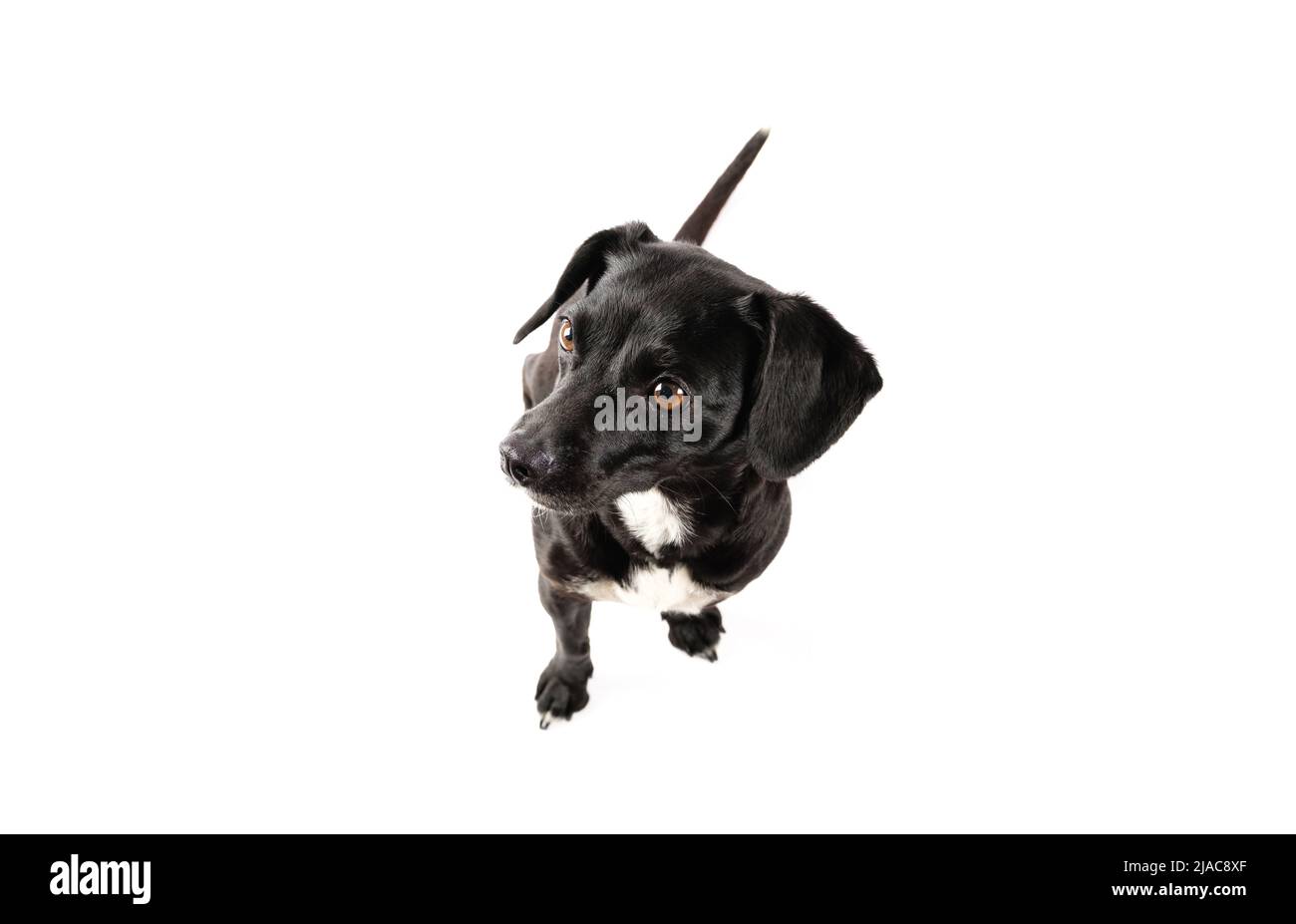 Small black dog portrait, mixed breed canine looking up with attention ...