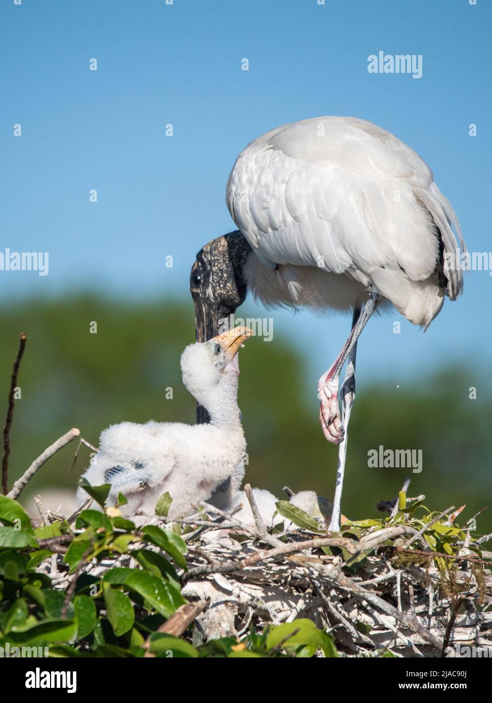 Bird mami hi-res stock photography and images - Alamy