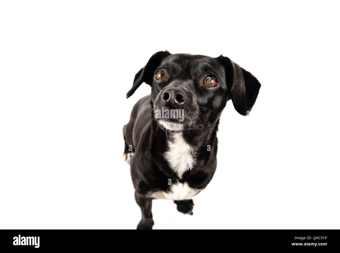 Small black dog without breed portrait, mixed breed canine looking up ...