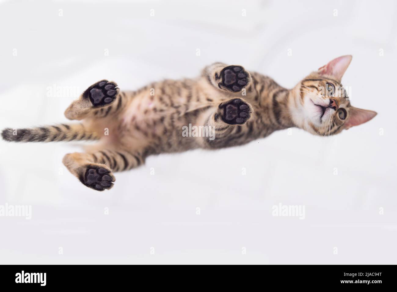 Standing on transparent glass table hi-res stock photography and images ...