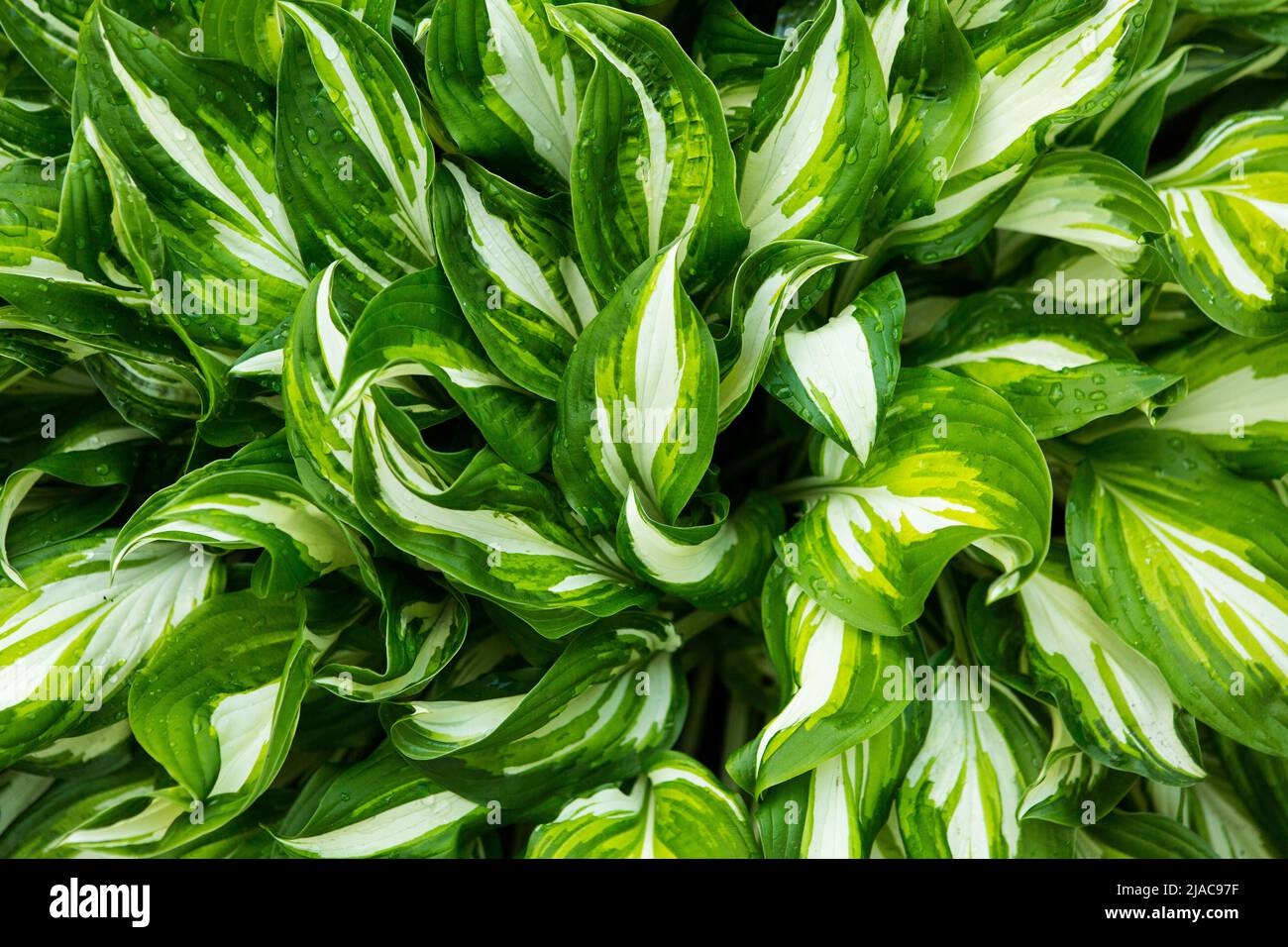 Green bush Hosta. Hosta leaves. Beautiful Hosta leaves background ...