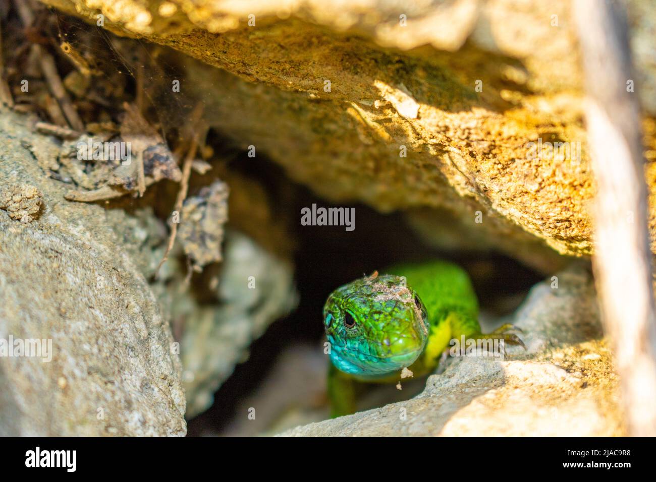 European green lizard shows itself from its hole Stock Photo - Alamy