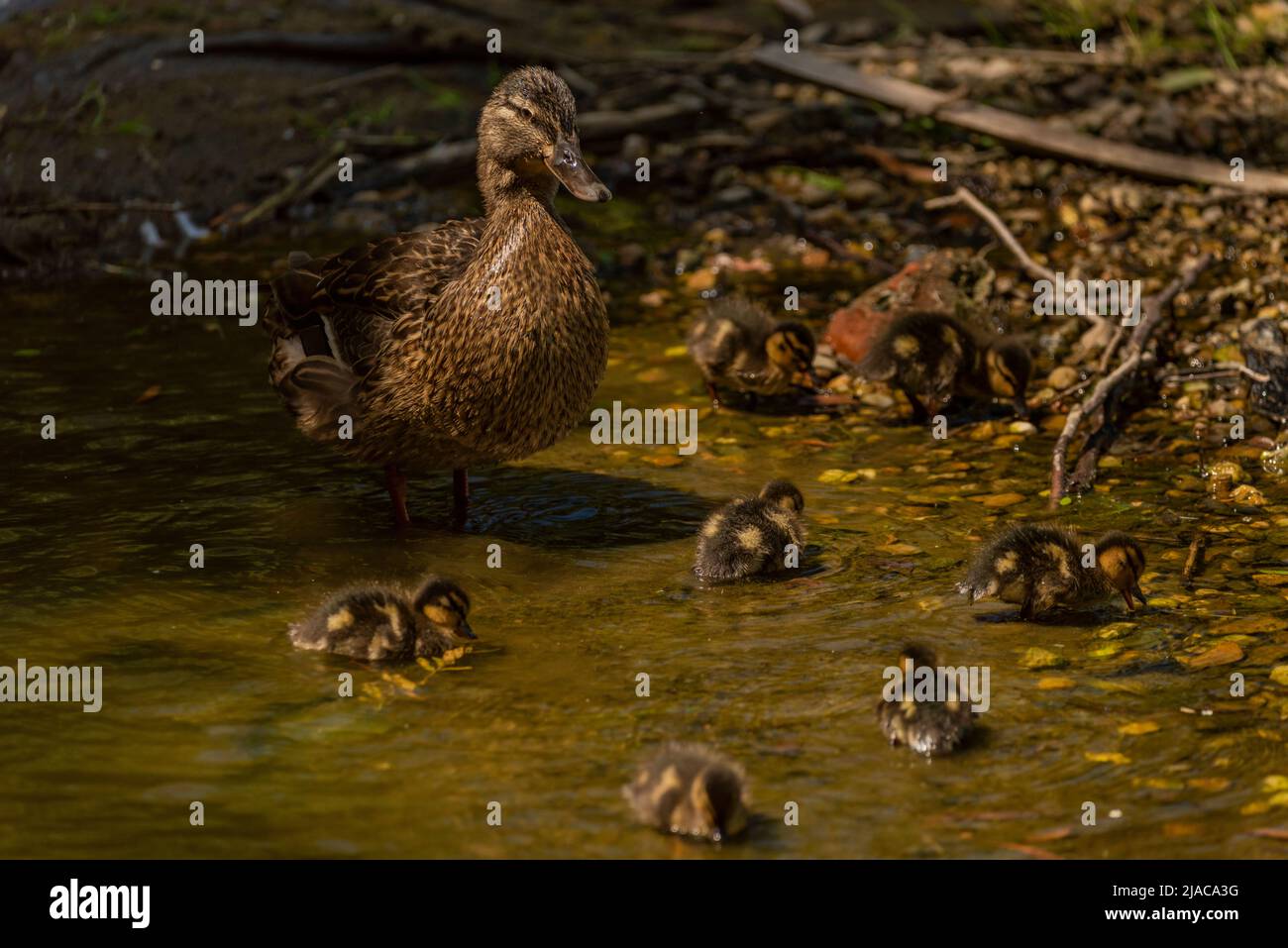 Small duck on green puddle in spring sunny windy fresh day Stock Photo ...