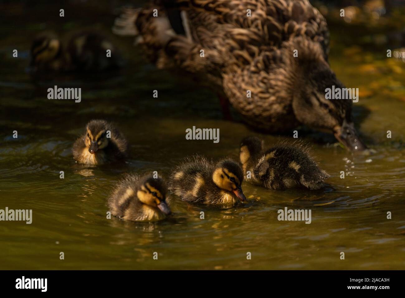 Baby duck puddle hi-res stock photography and images - Alamy